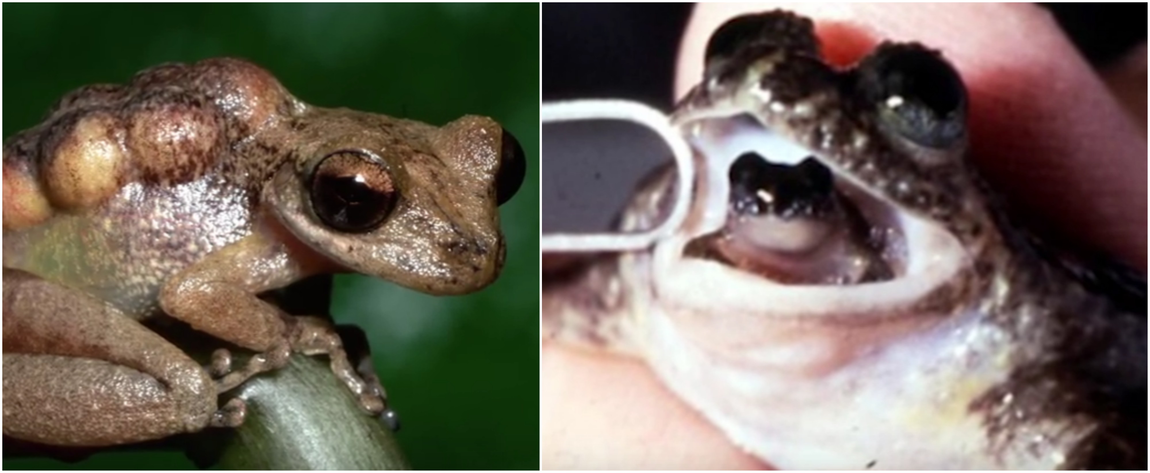 FRACTS!: A mother's day special: Mother Frogs