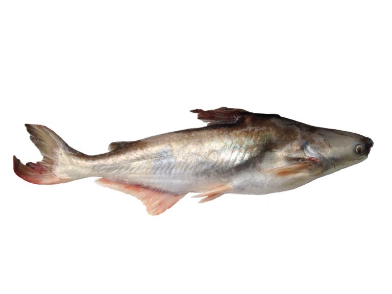 PATIN (FRESH CHILLED / CUT) 八丁鱼
